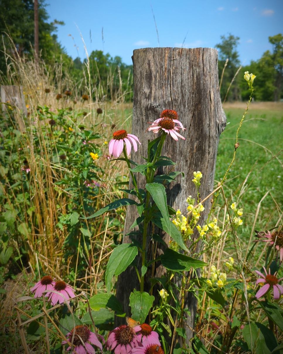 Wizard Ranch Nature Preserve