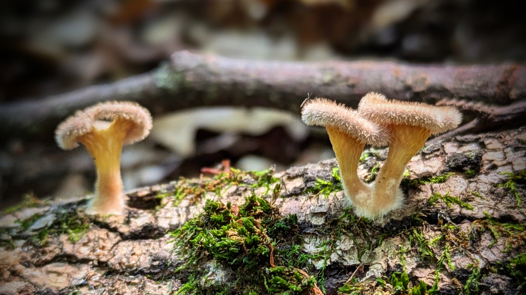 Wizard Ranch Nature Preserve