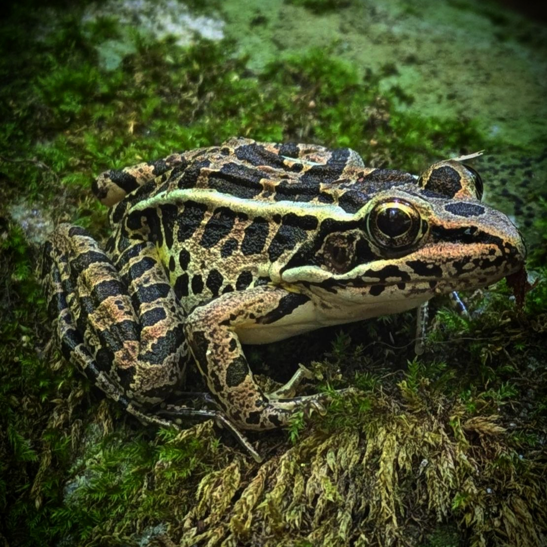 Apollo County Park