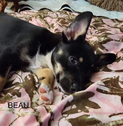 Available Dogs and Puppies | Sunny Paws Rescue