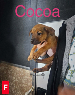 Available Dogs and Puppies | Sunny Paws Rescue