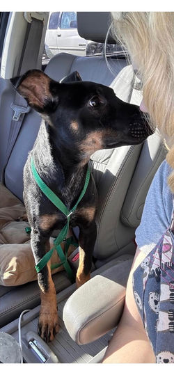 Available Dogs and Puppies | Sunny Paws Rescue