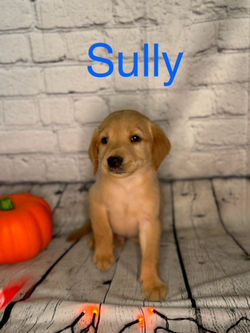 Available Dogs and Puppies | Sunny Paws Rescue