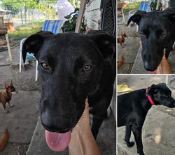 Available Dogs and Puppies | Sunny Paws Rescue