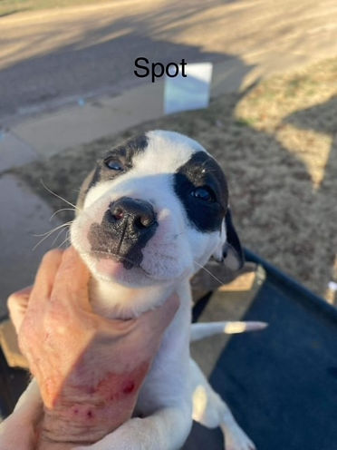 Available Dogs and Puppies | Sunny Paws Rescue