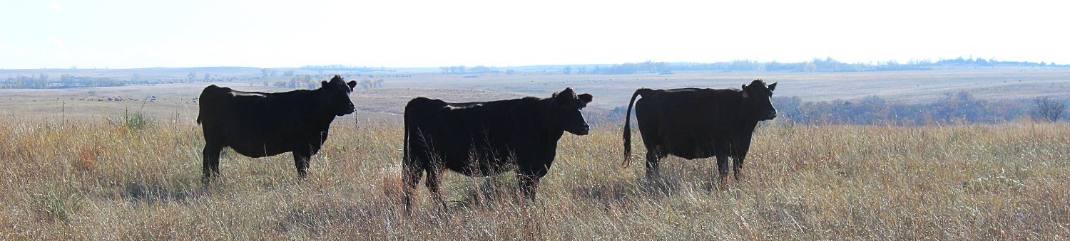 Cattle | Atkinson Livestock Market | Nebraska
