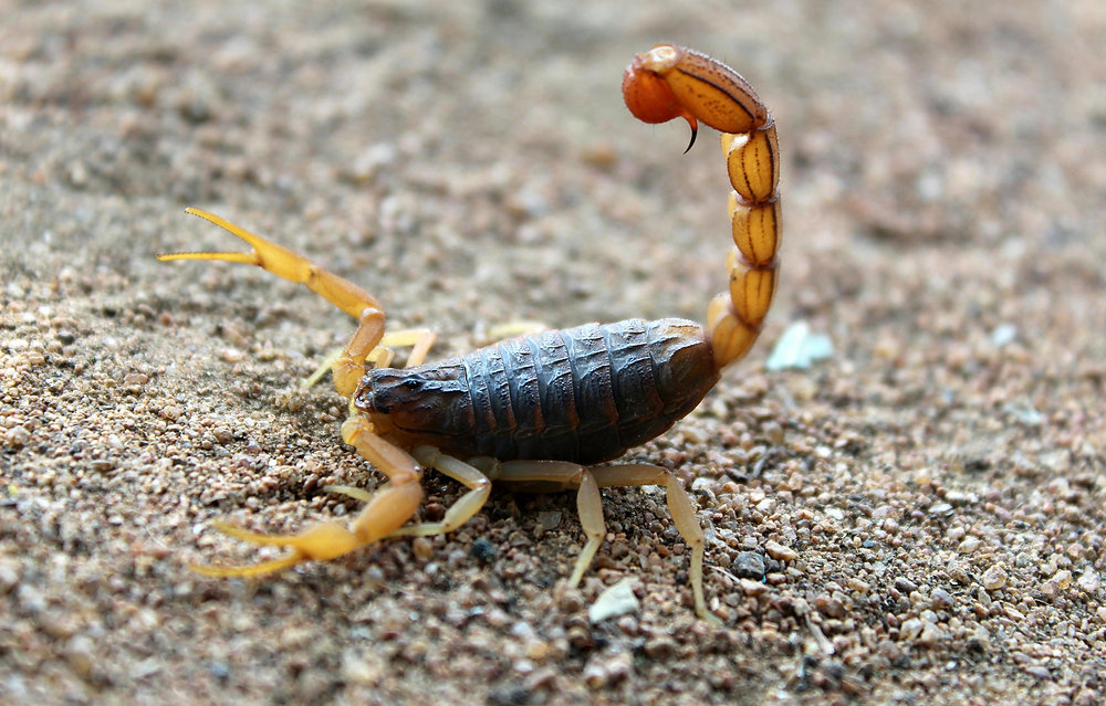 The Rising Threat of Scorpion Infestation and How to Protect Your Home