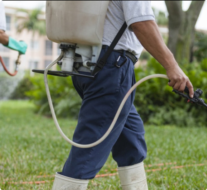 Nowra Pest Control: Your Ultimate Guide to a Pest-Free Home