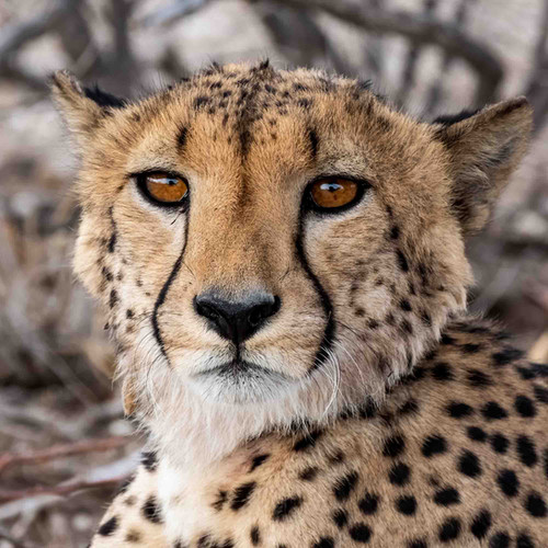 Cheetah Bro 1 | Moments