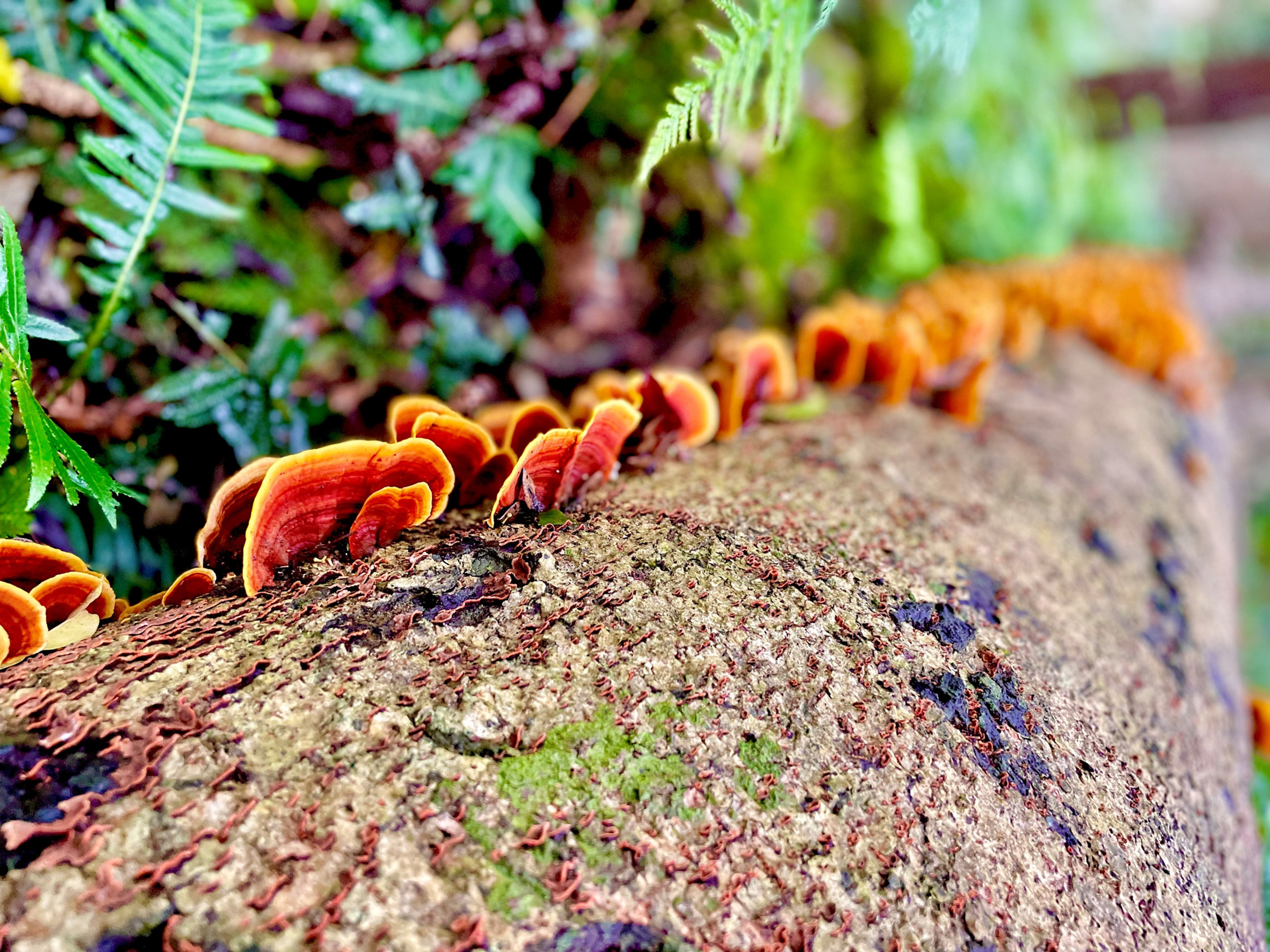 FAQ | Bunya Mountains