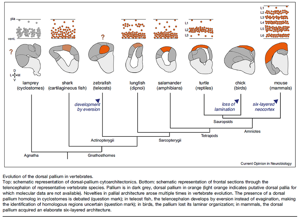 The Neural Structure of a Cognitive Map – Evolution of the Neocortex
