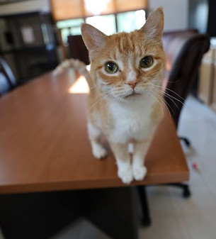 Saving Paws Animal Rescue | Animal Shelter | N3141 Meade Street ...