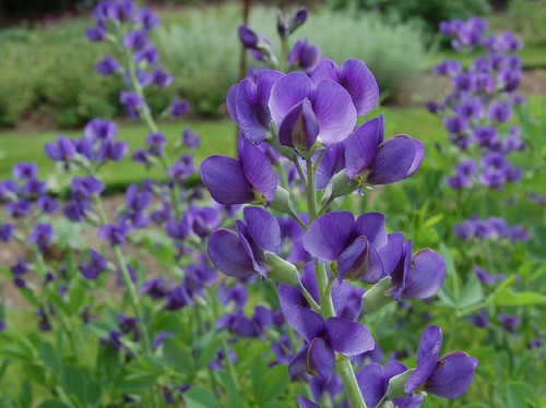 False Indigo, Blue Indigo (Baptisia australis) | Gnome Home & Garden