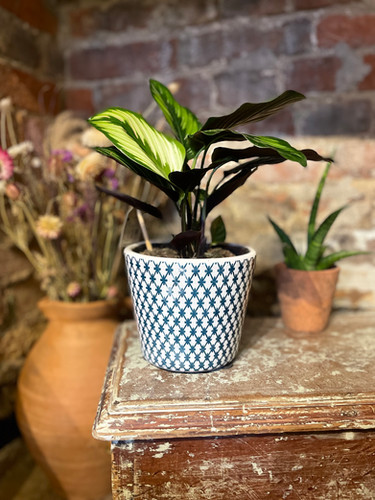 Old Style Dutch Pots | The Green House