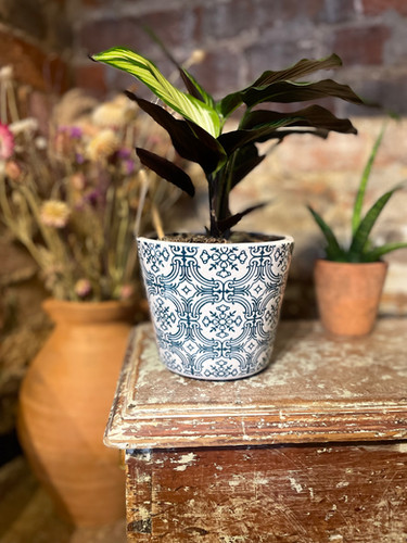 Old Style Dutch Pots | The Green House