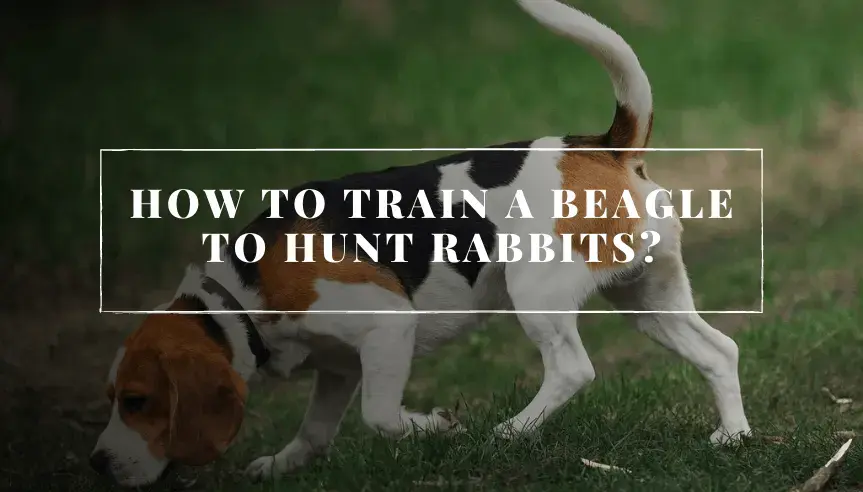 Unleash the Hunter: Beagle Training for Successful Rabbit Hunting Blog