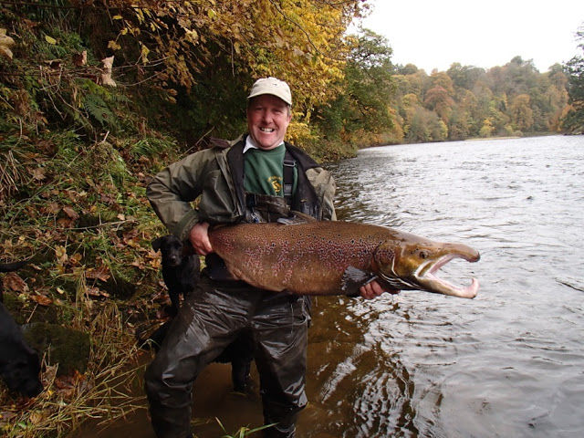 Monster Salmon caught on the Tweed