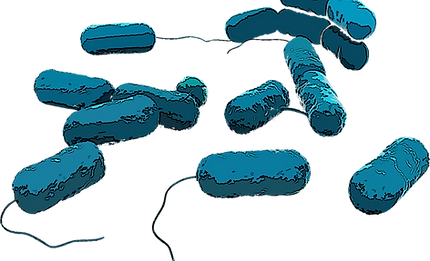Life Cycles | myxobacteria