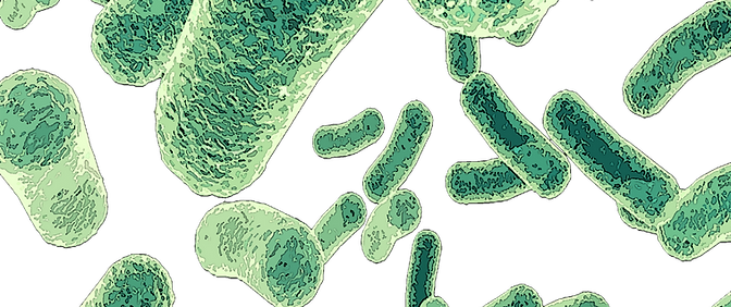 Life Cycles | myxobacteria
