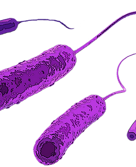 Life Cycles | myxobacteria