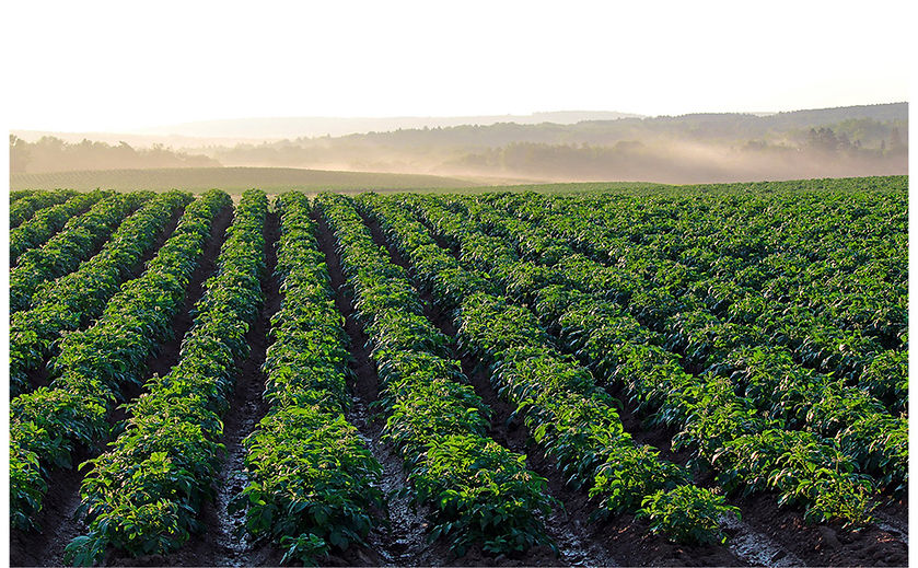 SEITE - RÖSTI | Dr. Willi Knoll