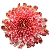 Dyed Snowball Disbud Wholesaler | Racheenee Orchids Premium