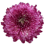 Magnum Chrysanthemum | Racheenee Orchids Premium