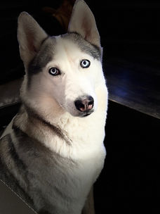 1st State Husky's | Husky Breeder | Delaware