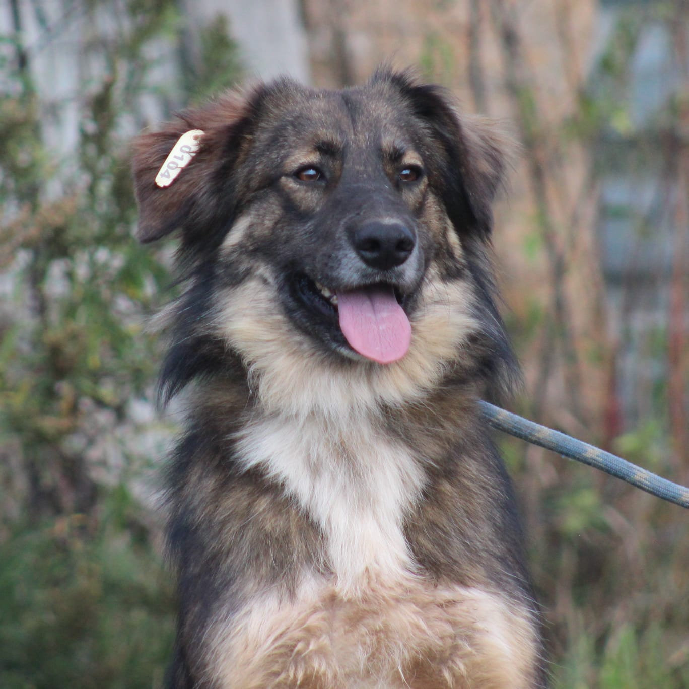 Assole een lieve en mooie herder kruising