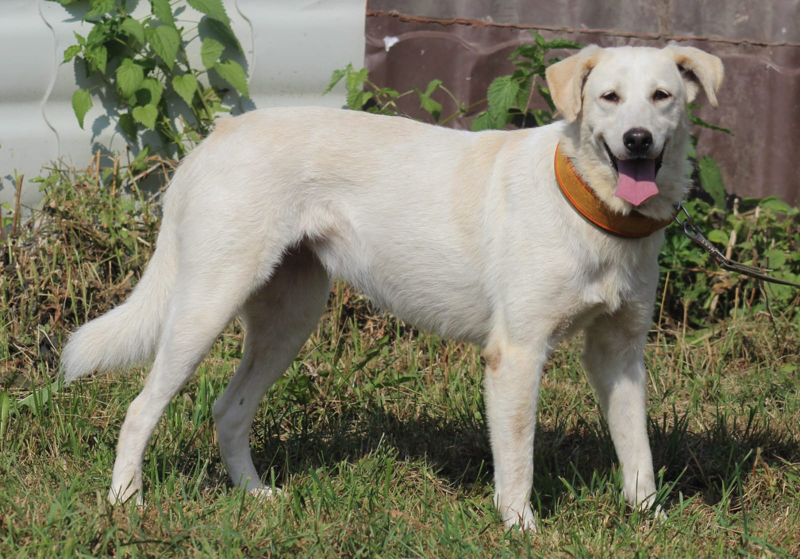 Adele mooie labrador kruising