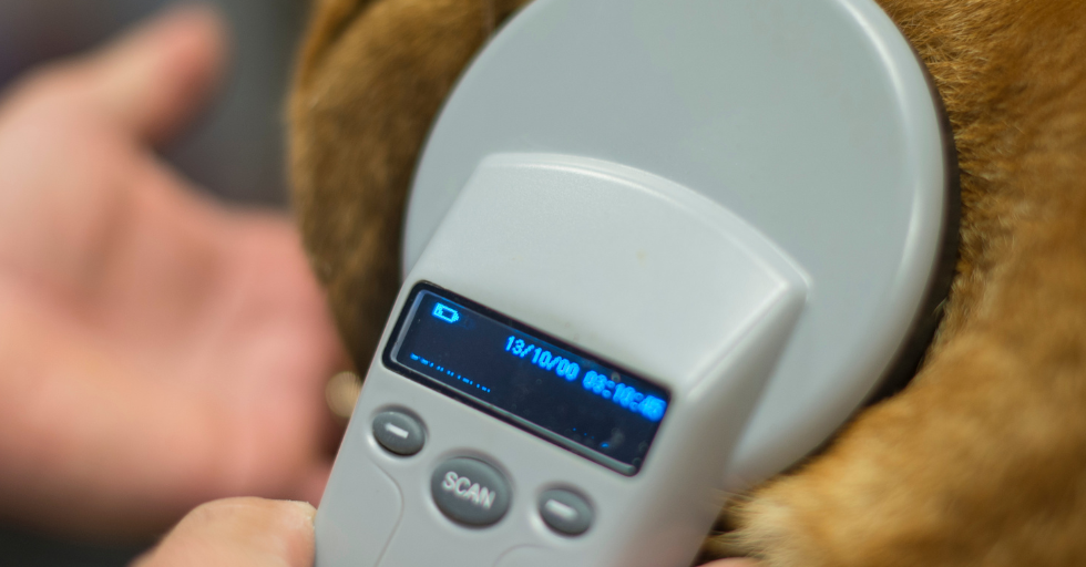 Implantación de Microchip | Valle Animal