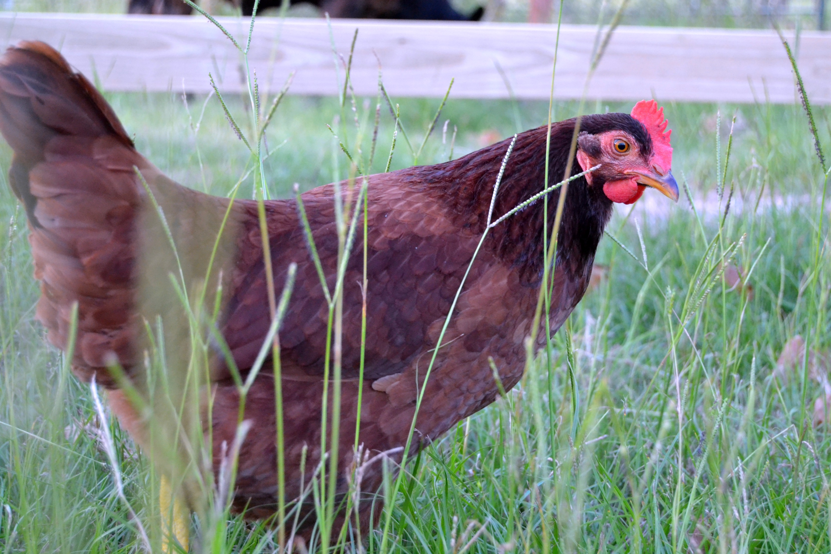 Pastured Pork | United States | 7 Fat Cows Farm