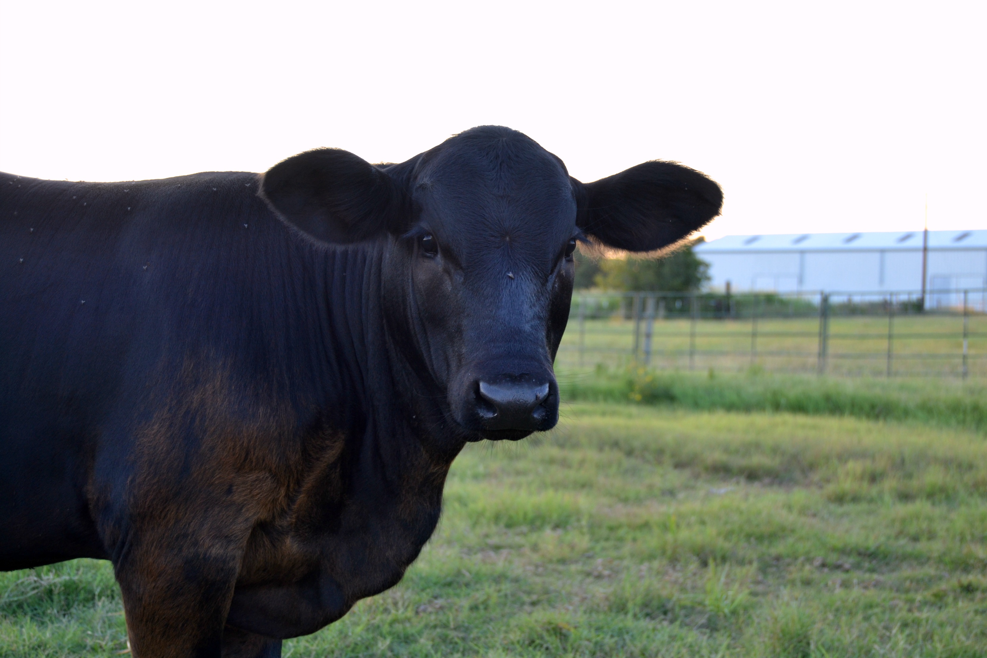 Pastured Pork | United States | 7 Fat Cows Farm