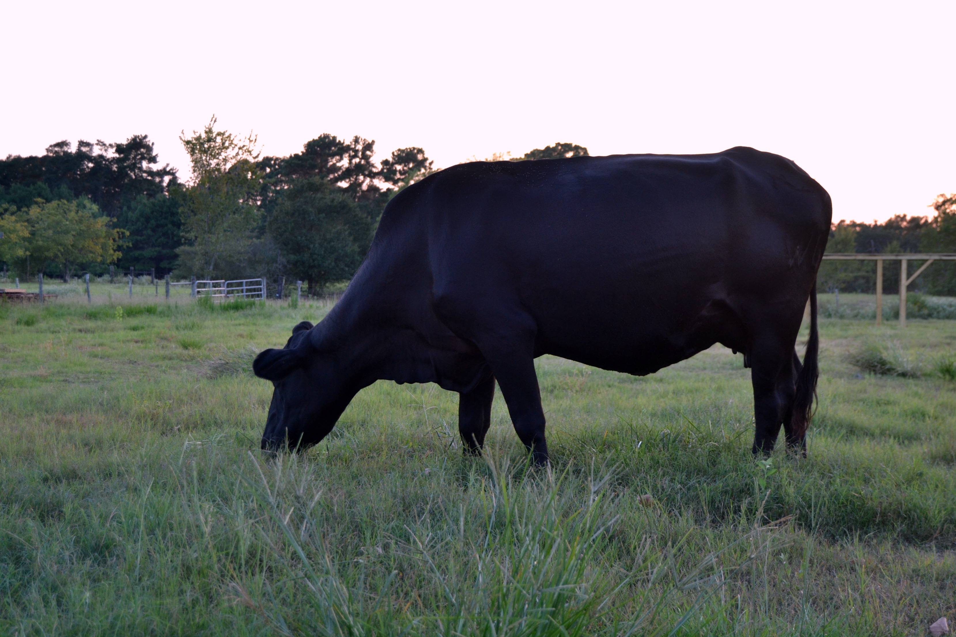 Pastured Pork | United States | 7 Fat Cows Farm