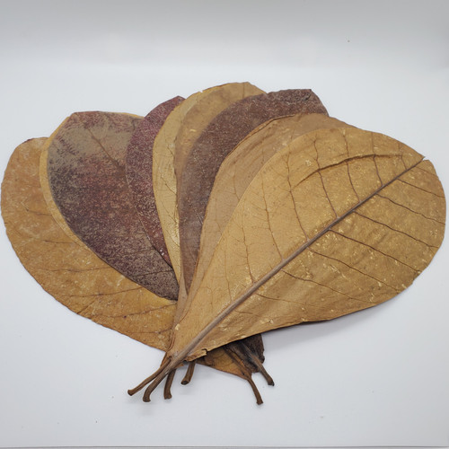 Large Indian Almond Leaves | Meadowview Aquatics