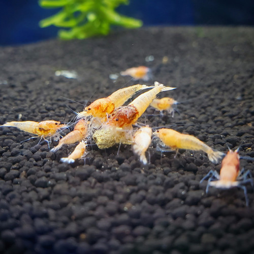 Red Steel, breed 100% true | Meadowview Aquatics