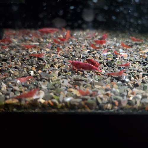 Fire Red Neocaridina | Meadowview Aquatics