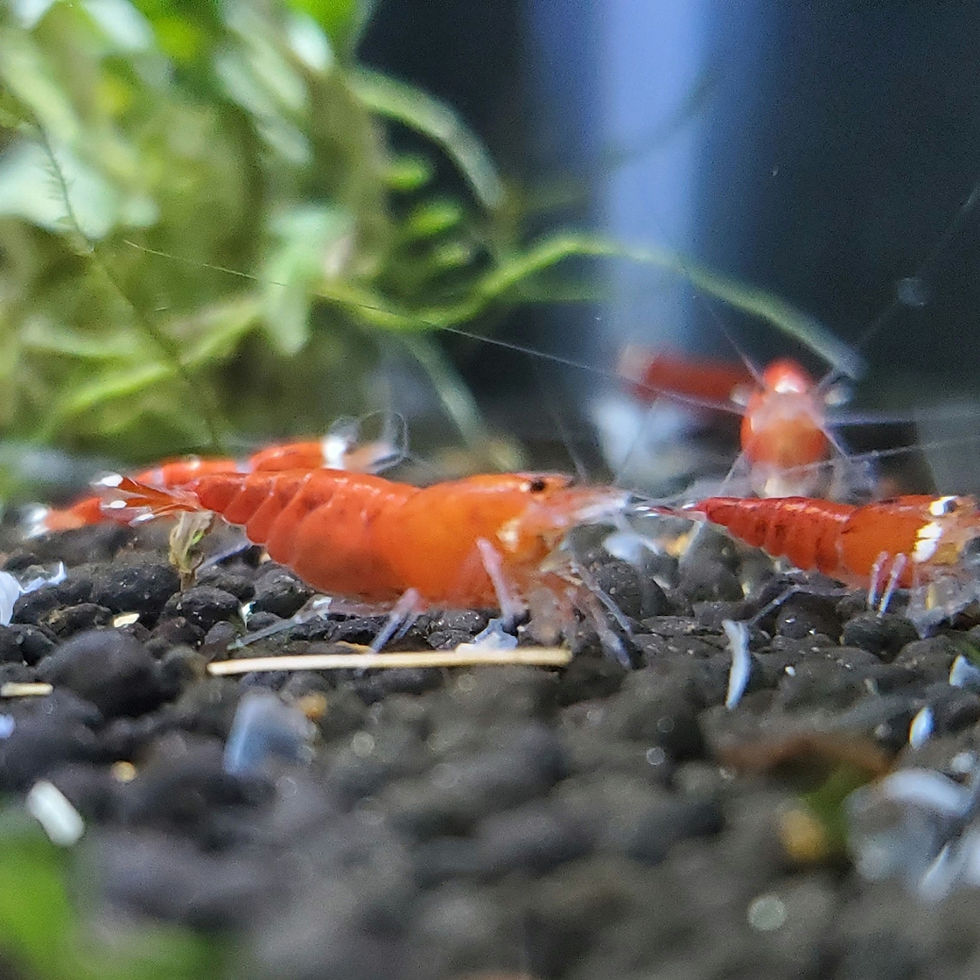 Freshwater Dwarf Shrimp & Aquarium Supplies | Meadowview Aquatics