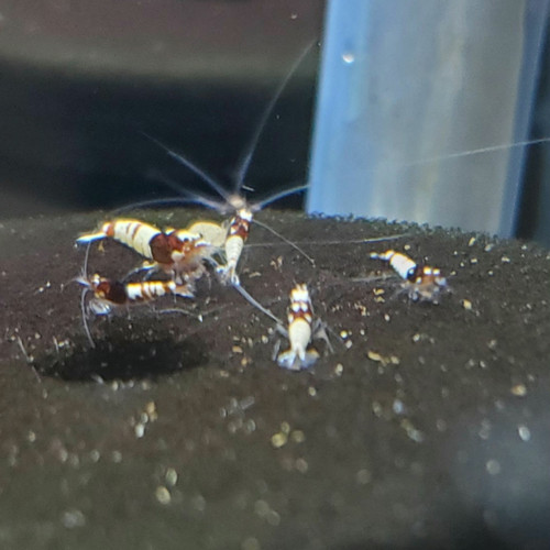 Red Pinto Shrimp, mixed patterns | Meadowview Aquatics