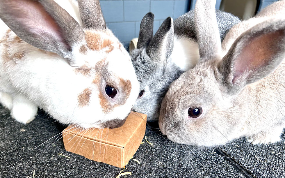 Hoppy Pets | Rabbit and Guinea pig Enrichment