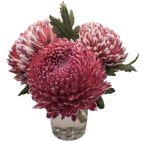 Asian Giant Mum Tinted-R8 | Ninfa Flowers