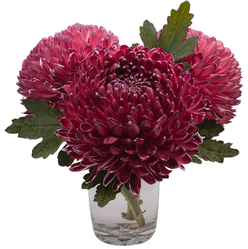 Asian Giant Mum Tinted- BR3 | Ninfa Flowers