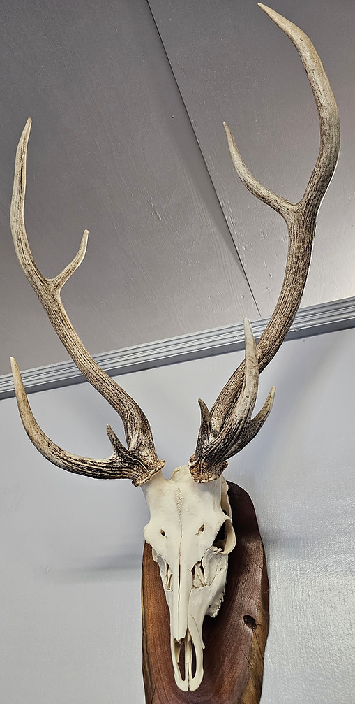 European Mounts | A H Processing