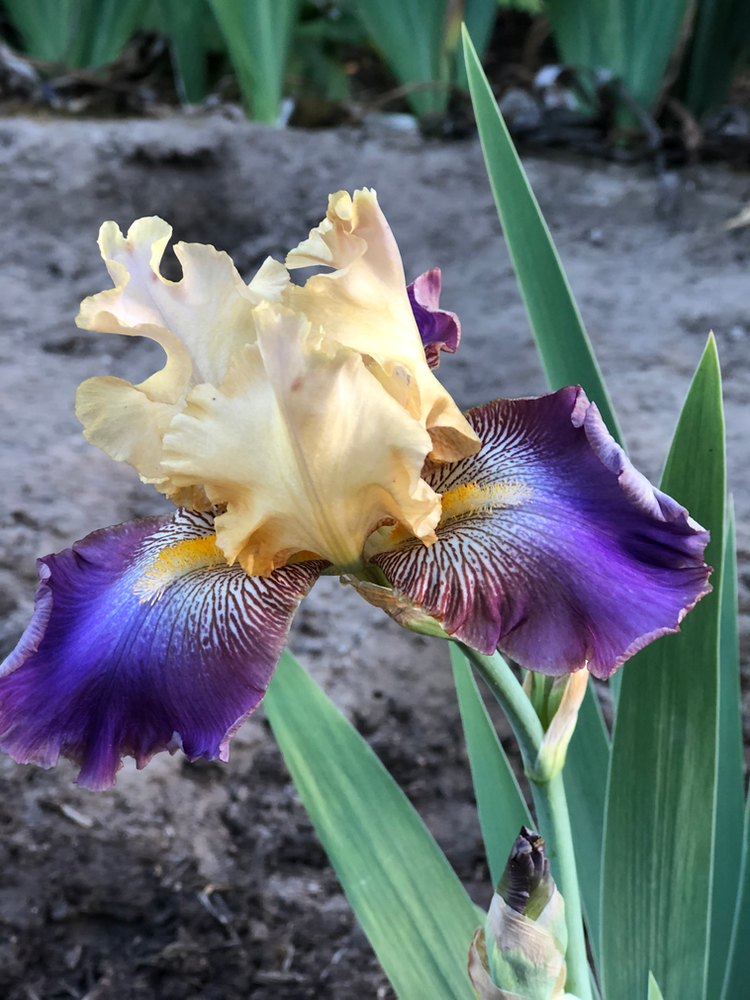 Seeds are baby irises waiting to grow