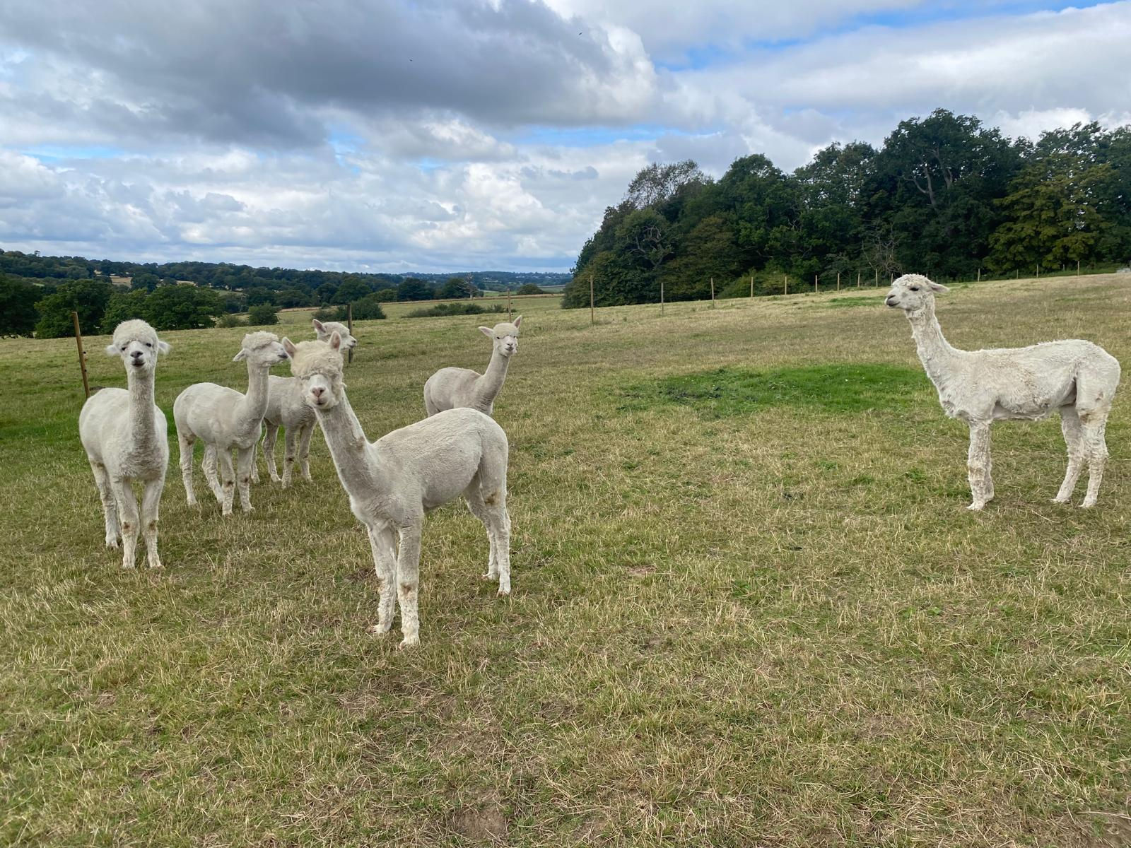 Botany Bay Alpacas | Alpaca Trekking | 230 The Ridgeway, Enfield, UK