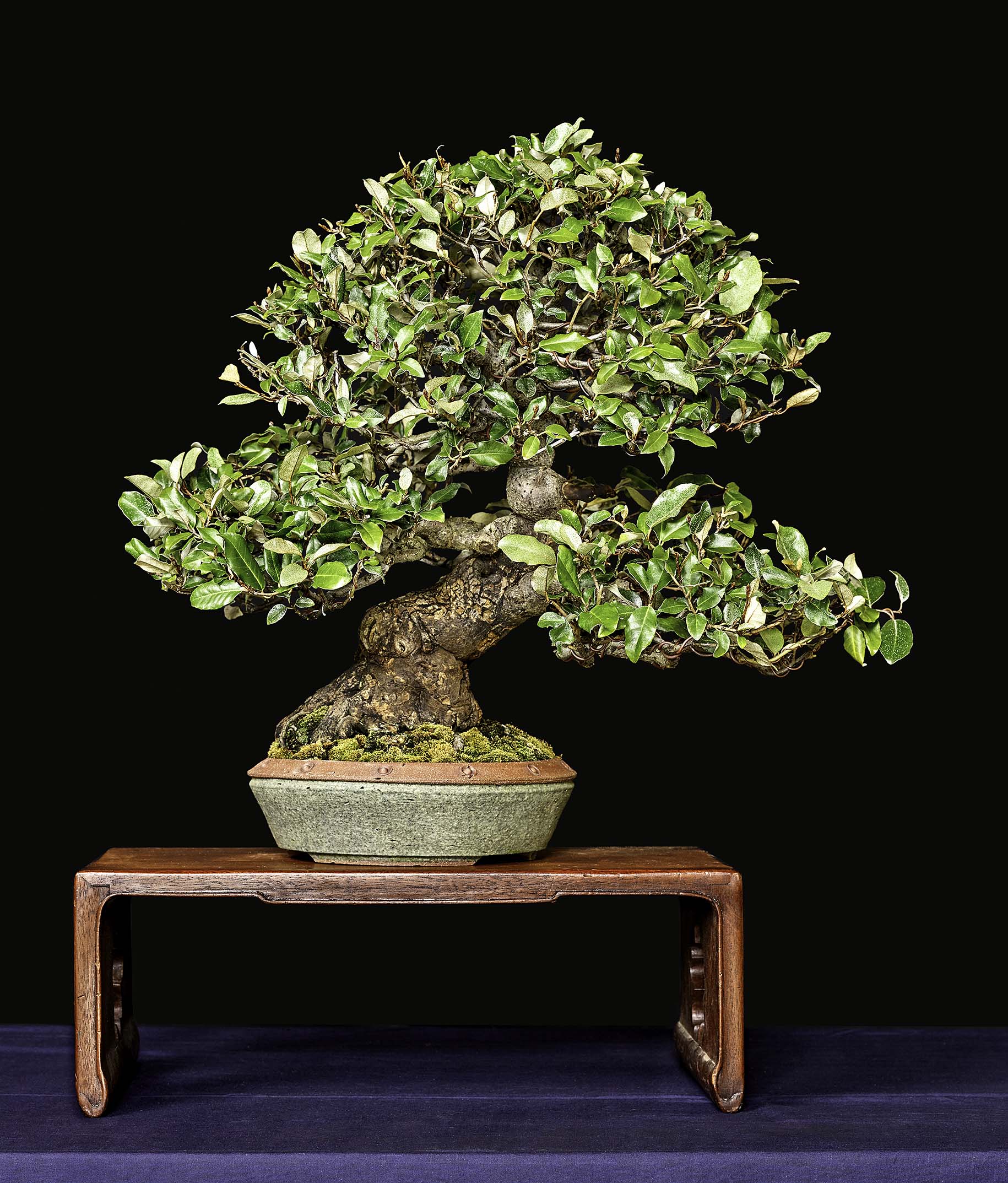 winterbonsai show 2019