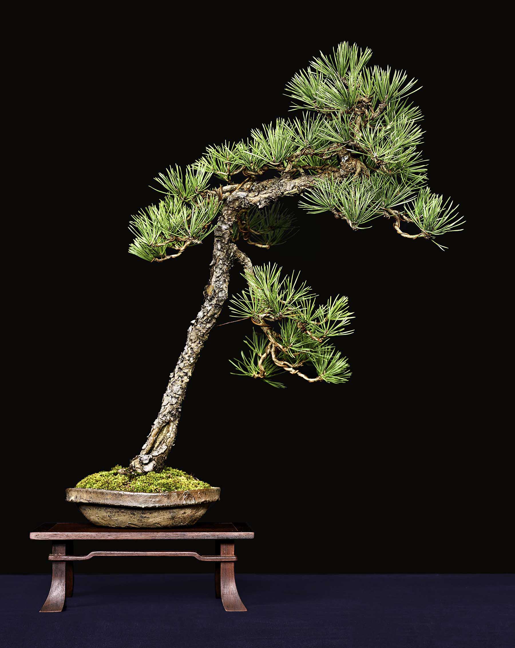 winterbonsai show 2019