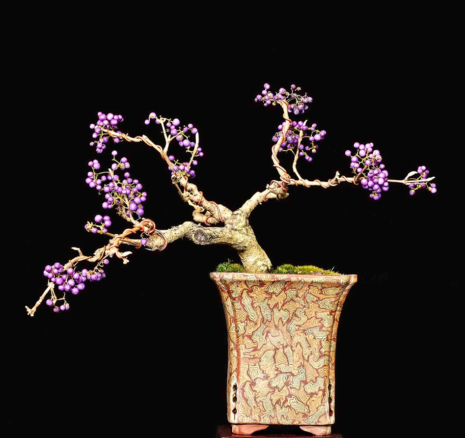 winterbonsai show 2019