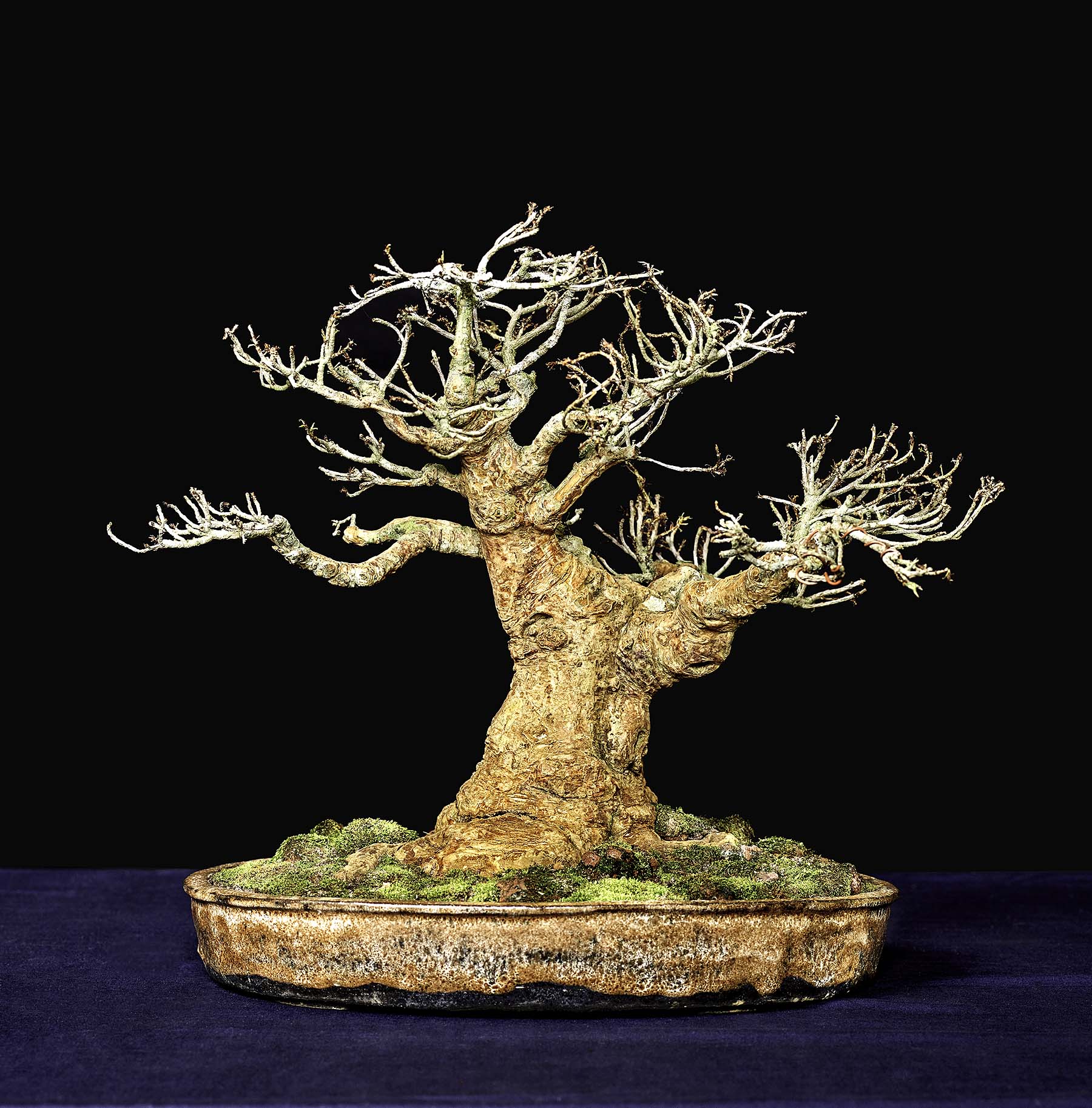 winterbonsai show 2019