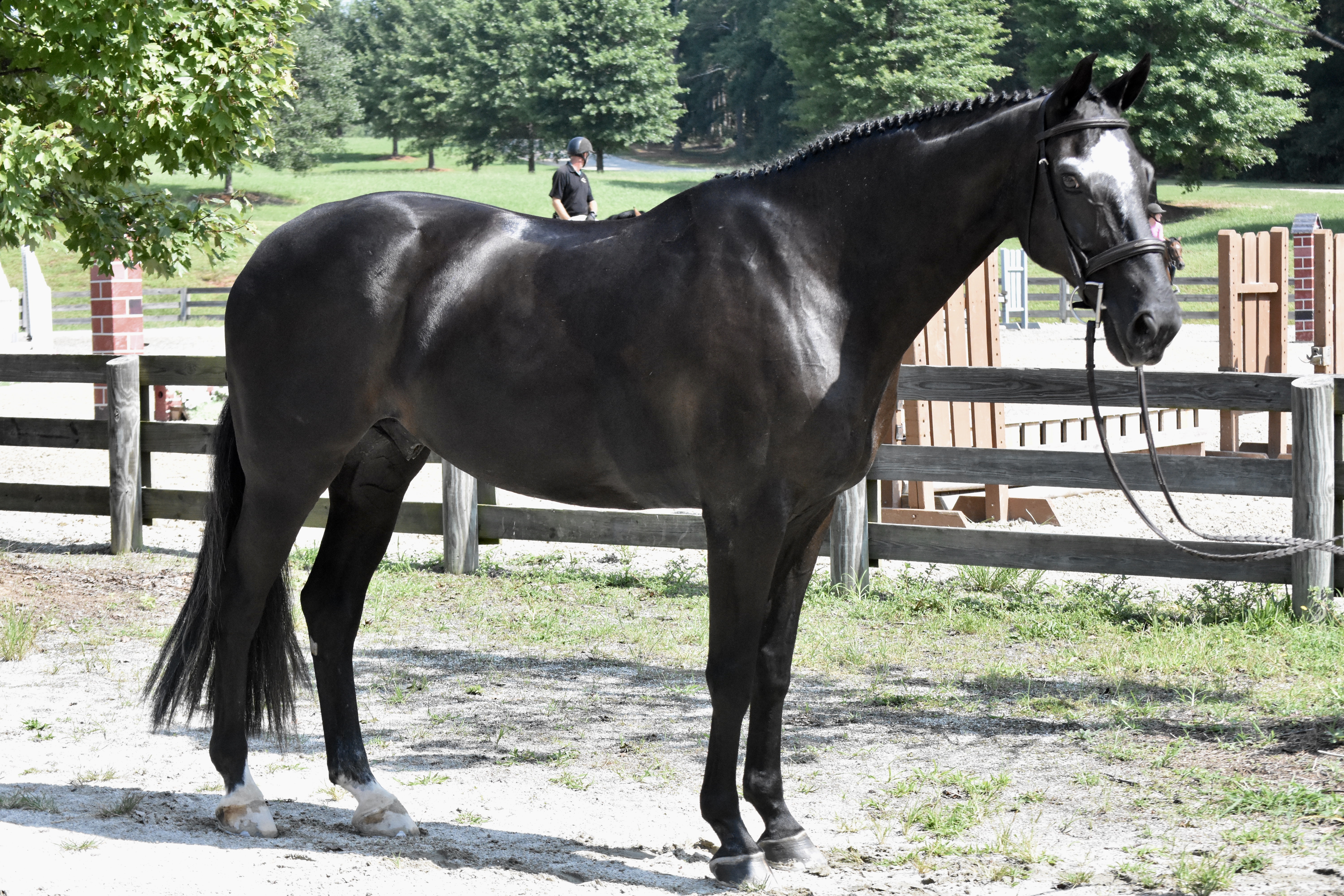 HOME | Wilson Show Stable